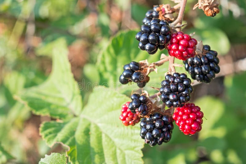 Black and Red Blackberries on Vine with Green Leaves Stock Photo ...
