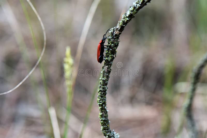 Red and Black Bug on a Branch in the Spring Forest Stock Photo - Image ...