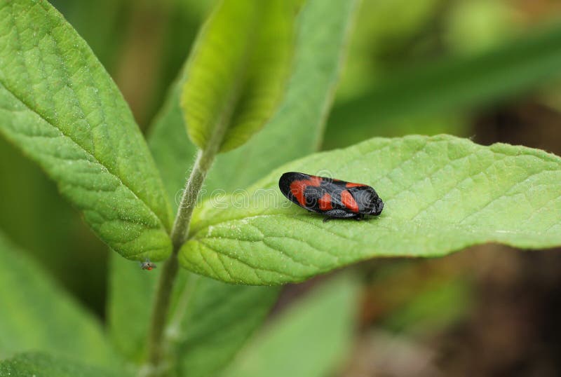 Red and black bug stock image. Image of small, strange - 116657485