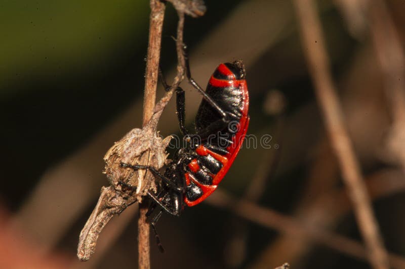 Red Black Bug Macro Close Up Stock Photo - Image of animal ...