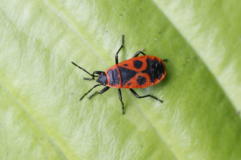 15,964 Red Black Bug Garden Photos - Free & Royalty-Free Stock Photos ...