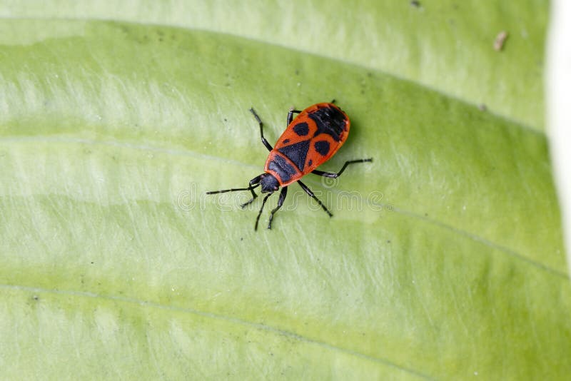 A Red and Black Bug, Pyrrhocoris Apterus, on a Green Leaf Stock Image ...