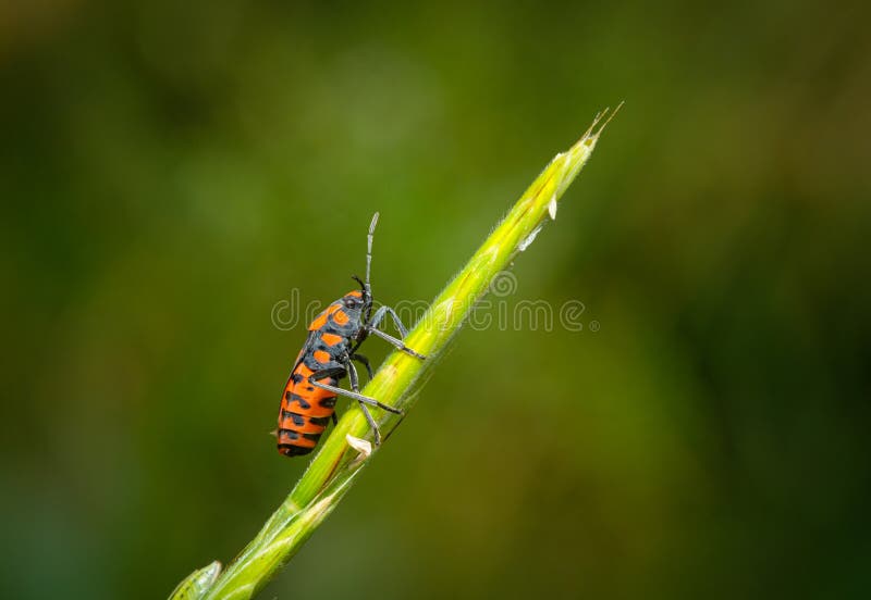 Red Black Bug Spilostethus Saxatilis Stock Photo - Image of ...