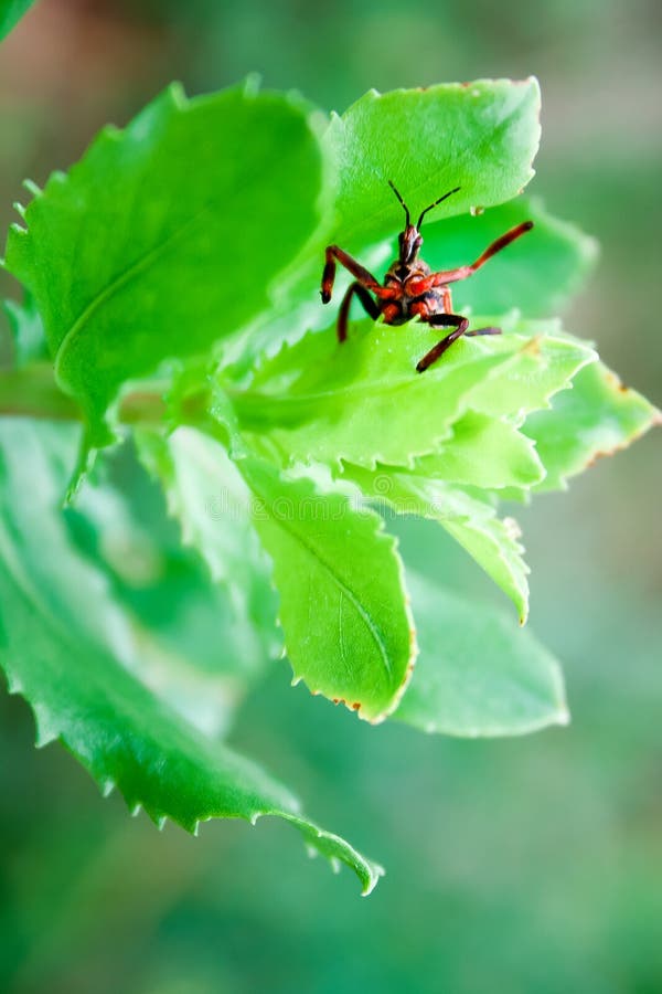 Beetle Waving Stock Photos - Free & Royalty-Free Stock Photos from ...