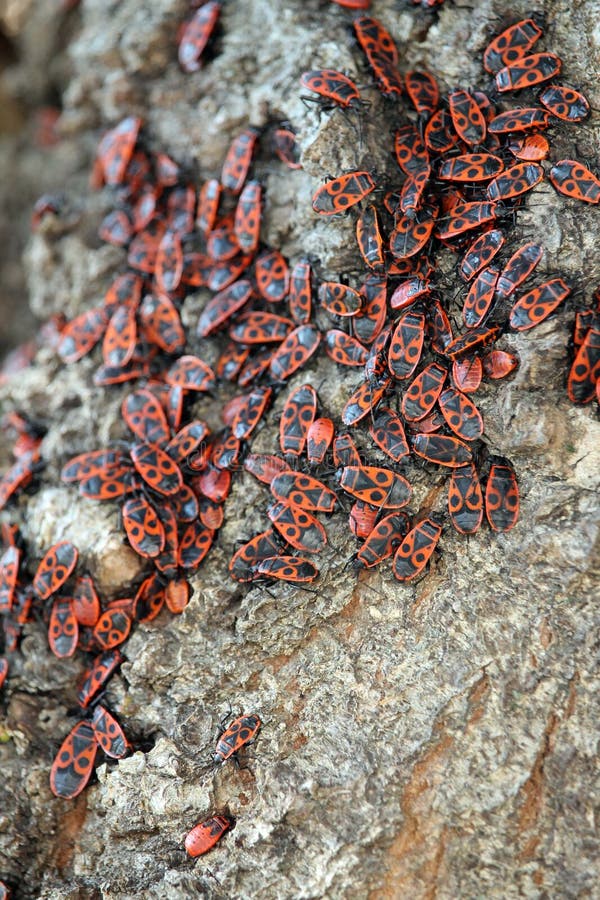 Red and black bugs stock photo. Image of bugs, pyrrhocoris - 62450790