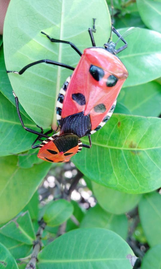 Warning Pn Stock Photos - Free & Royalty-Free Stock Photos from Dreamstime