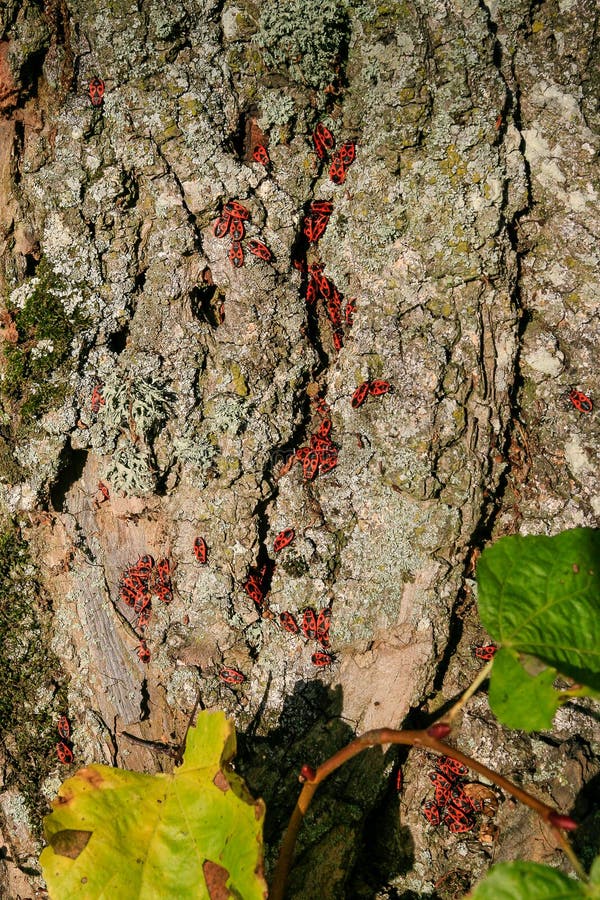 Red and Black Bugs on a Tree Bark Stock Image - Image of texture ...