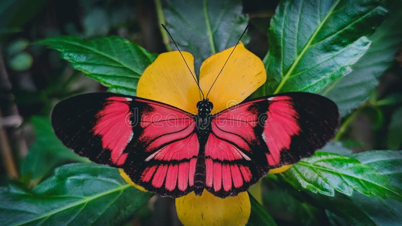Red and Black Butterfly on Yellow Flower Stock Photo - Image of feelers ...