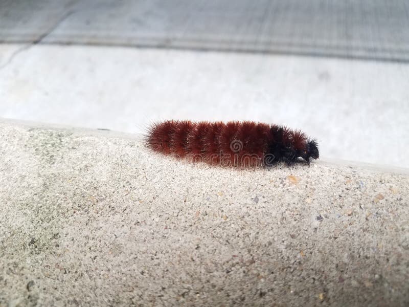 Black - red caterpillar stock photo. Image of crawl, fauna - 14332730