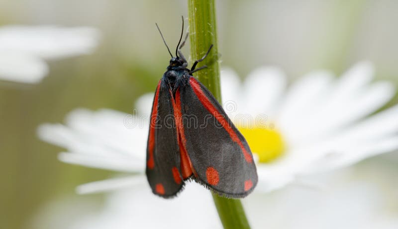 The Cinnabar Moth Caterpillar (Tyria Jacobaeae) Stock Photo - Image of ...