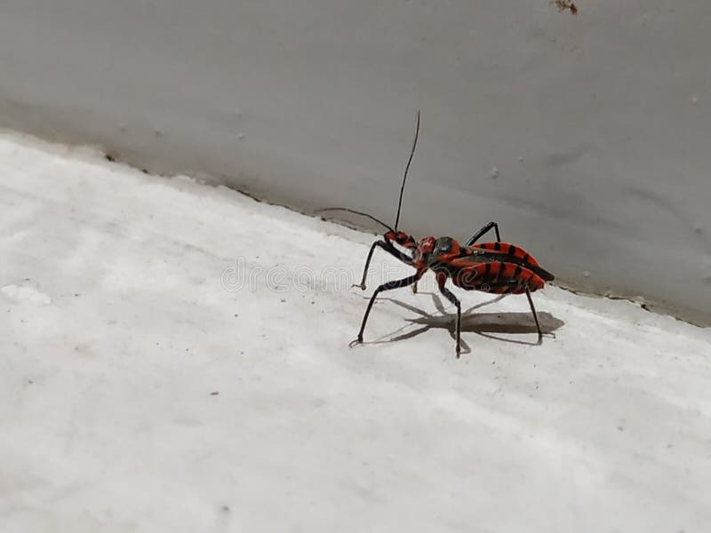 Red and Black Color Bug on a White Background. Red Cotton Stainer, Red ...