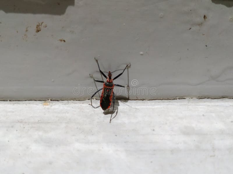 Red And Black Color Bug On A White Background. Red Cotton Stainer, Red ...