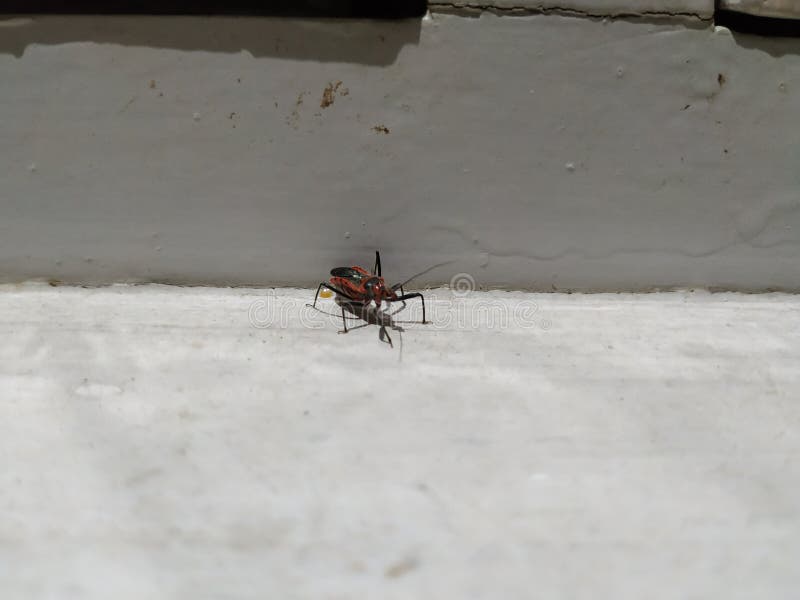 Red and Black Color Bug on a White Background. Red Cotton Stainer, Red ...