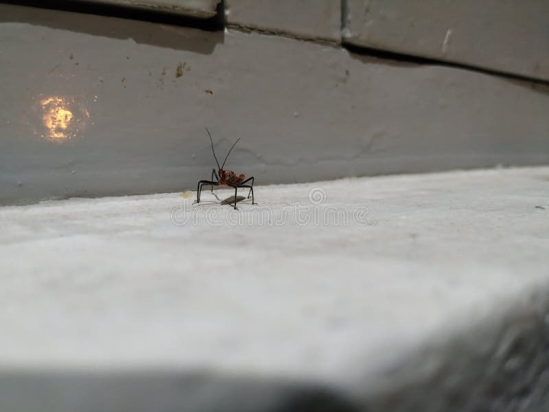Red and Black Color Bug on a White Background. Red Cotton Stainer, Red ...