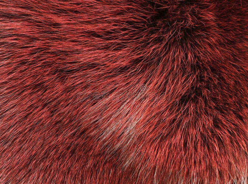 Red and Black Colored Arctic Fox Fur. View from Above. Closeup Stock ...