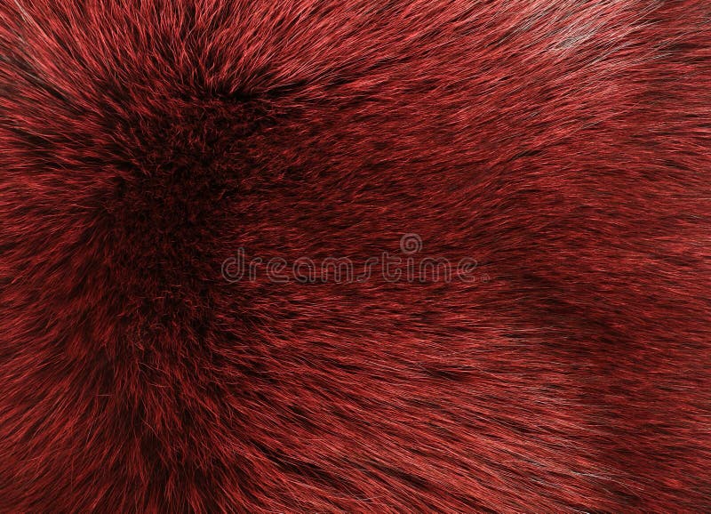 Red and Black Colored Arctic Fox Fur. View from Above. Closeup Stock ...