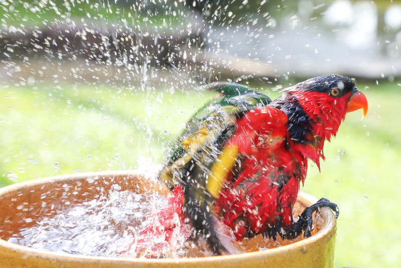 Red Black Colorful Parrot Parakeet Stock Image - Image of lorius, bath ...