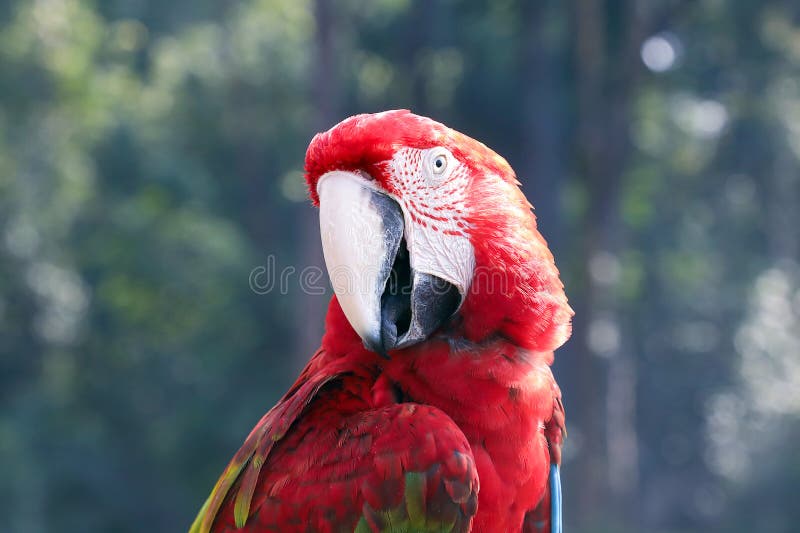 Red Black Colorful Parrot Parakeet Stock Photo - Image of lorius ...