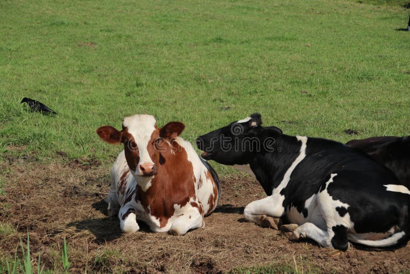 Red and Black Cows Curiously on the Meadows in Moordrecht, the ...