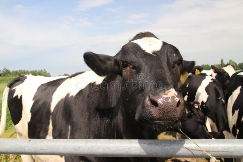 Red and Black Cows Curiously on the Meadows in Moordrecht, the ...