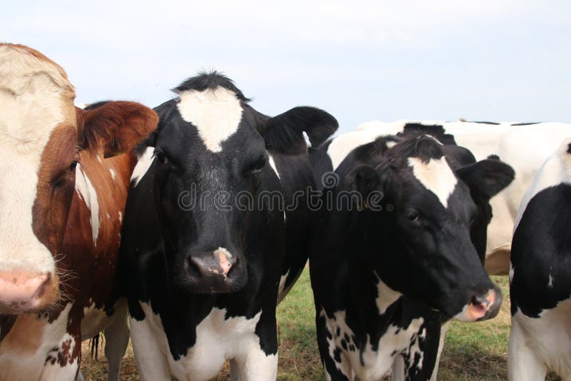 Red and Black Cows Curiously on the Meadows in Moordrecht, the ...