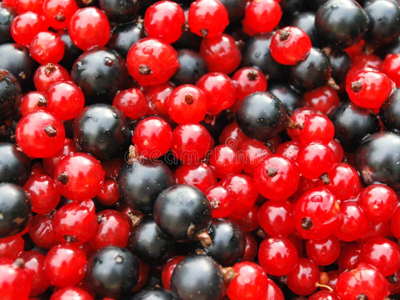 Red and black currant stock photo. Image of fruit, natural - 10387200