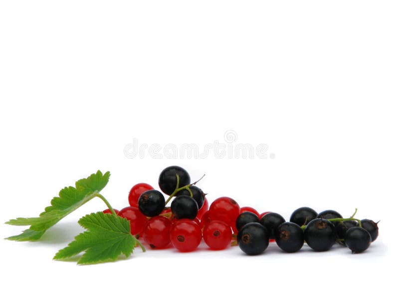 Red and black currant stock photo. Image of healthy, currant - 10395112