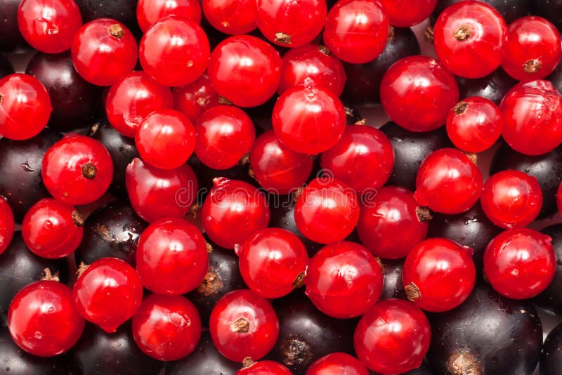 Red and black currant stock photo. Image of group, detail - 26184696
