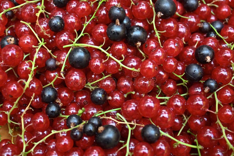 Red and black currant stock photo. Image of healthy, currant - 39564866
