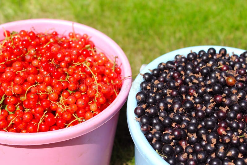 Red and black currants stock image. Image of nred, bucket - 73955939