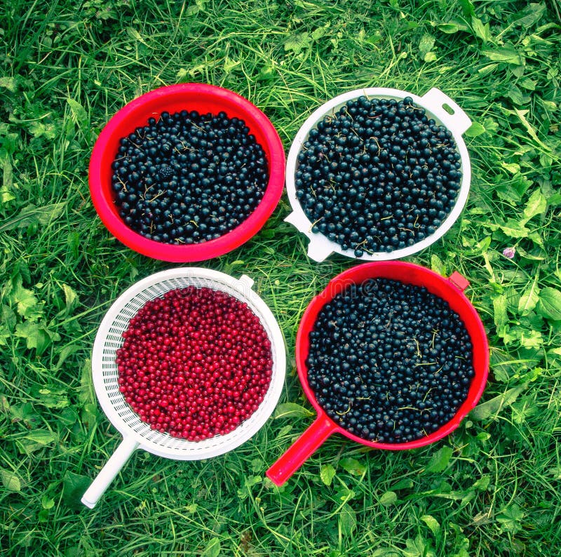 Red and Black Currants Harvest Stock Image - Image of fruitfulness ...