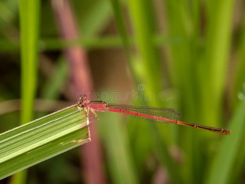 4,066 Black Red Dragonfly Stock Photos - Free & Royalty-Free Stock ...