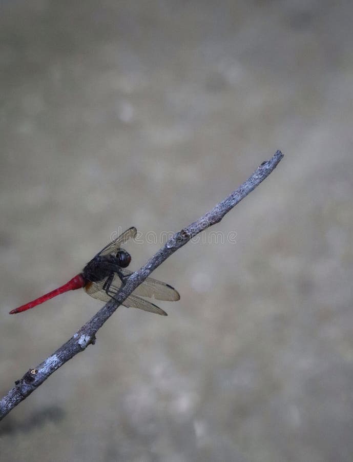 Red and black dragonfly stock image. Image of blue, twig - 236516955