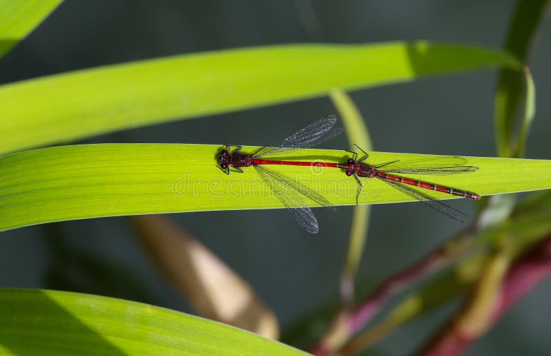 Red and Black Dragonfly -tandem Pair with Male Stock Image - Image of ...