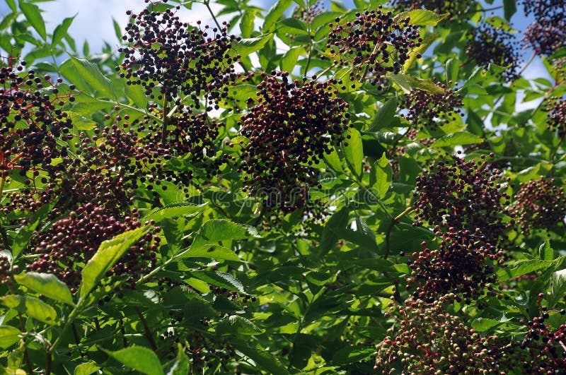 Red and Black Elder-berries Stock Photo - Image of nature, forest ...