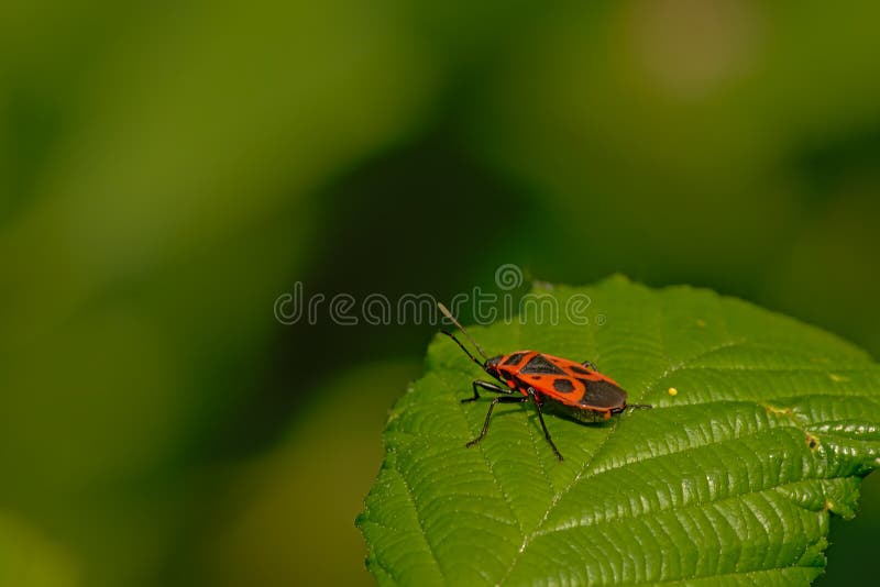 Red and Black European Firebug on a Green Leaf - Pyrrhocoris Apterus ...