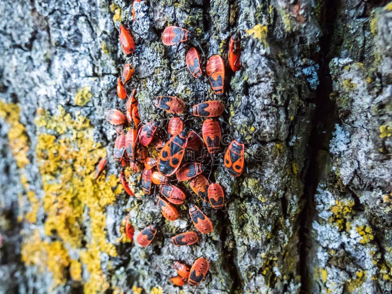 Red and Black Firebugs Adults and Nymphs Forming Aggregation on the ...