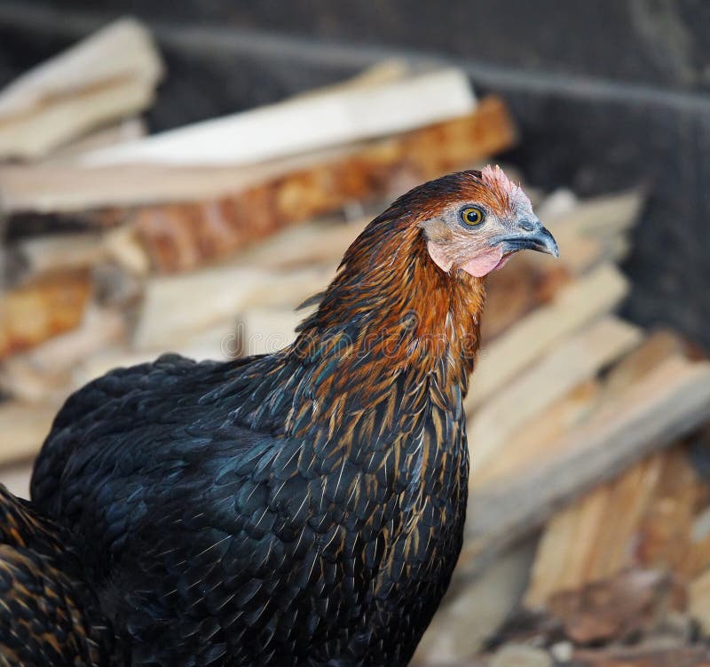Red and Black Hen stock photo. Image of eggs, farm, chicken - 76473094