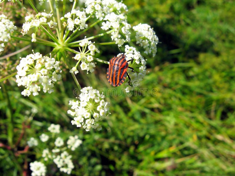 Red and Black Insect on the Flower Stock Photo - Image of summer, black ...