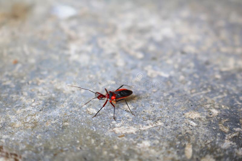 Red and black insect stock image. Image of macro, environment - 251059301