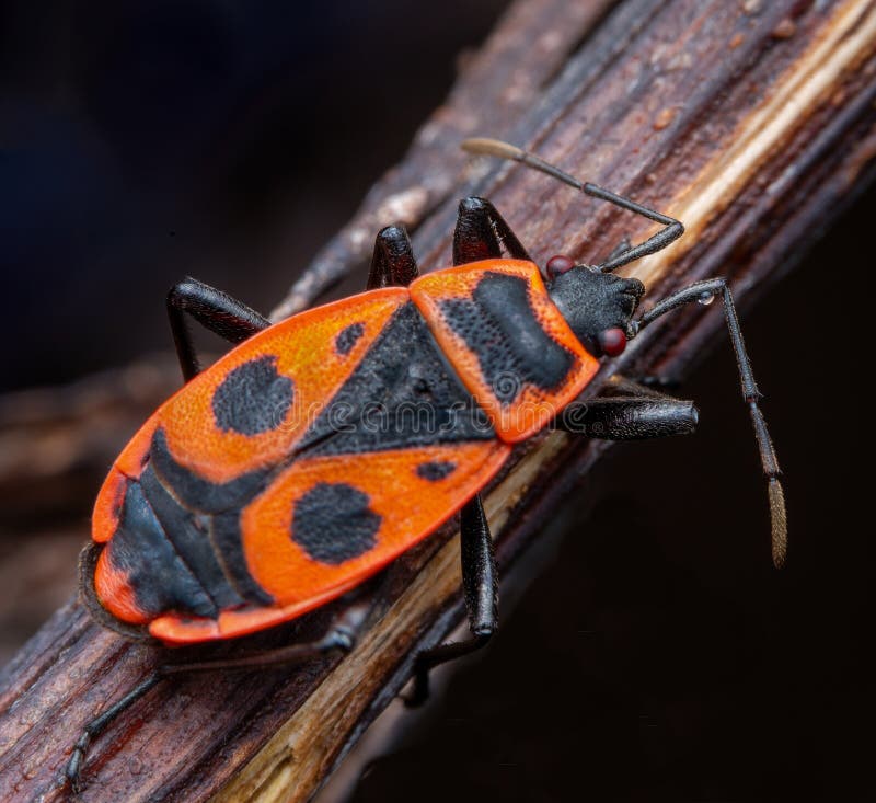 Red and black insect stock photo. Image of colors, fauna - 267380878