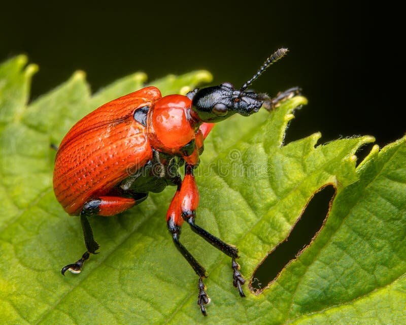Red and black insect stock photo. Image of close, biology - 263710168