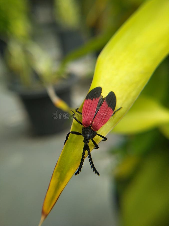 Red and Black Insects on the Leaves Stock Image - Image of leaves ...
