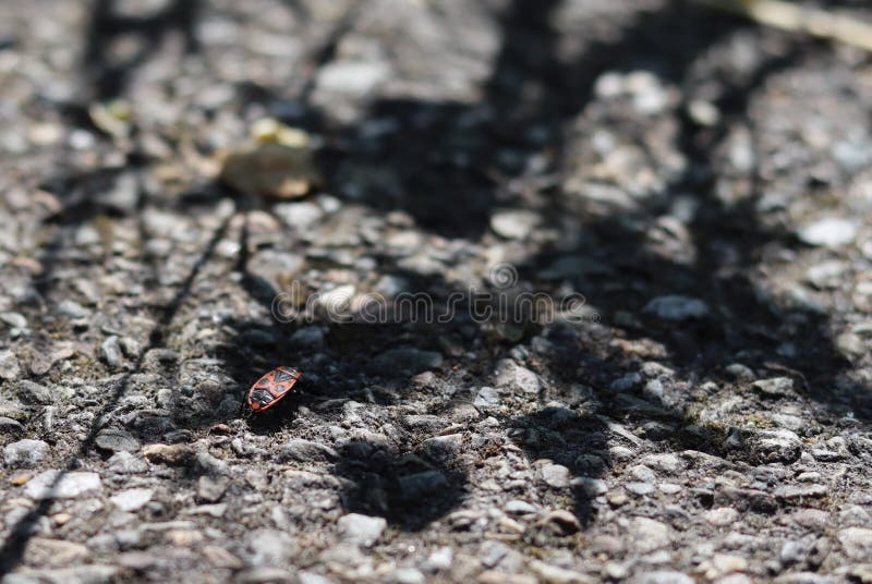Red Beetle Bug Arthropod in Summer Stock Image - Image of rock, ecology ...