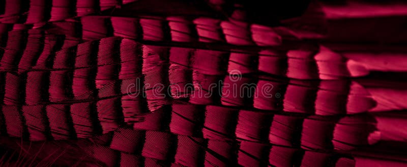 Red and Black Jay Feathers. Background or Texture Stock Image - Image ...