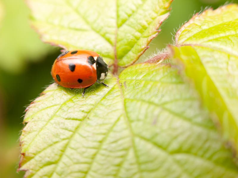 Red Ladybird Waiting for a Photo Stock Image - Image of animal ... Red Ladybird Waiting for a Photo Stock Image - Image of animal ...