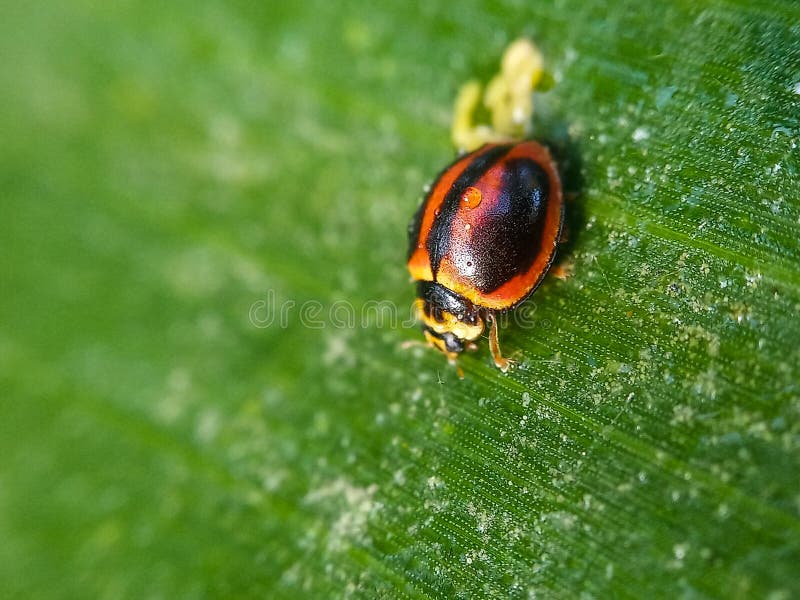 Red Black Ladybug Beetle in Green Leaf Background Stock Photo - Image ...