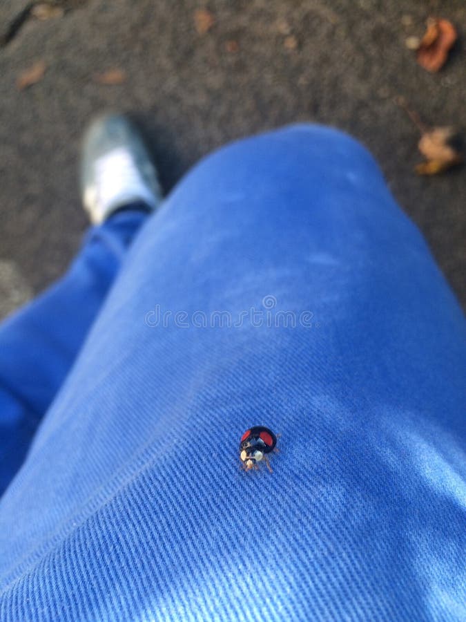 Ladybug crawling up a leg stock photo. Image of close - 312328460