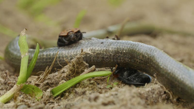 Dry Dead Snake Head Anguis Fragilis on the Ground, Summer Daylight ...