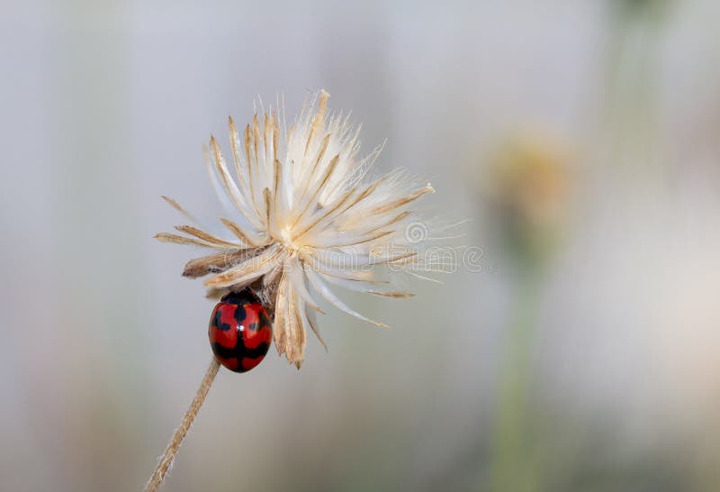 A Red and Black Polka-dot Ladybug at a White Grass with a Blurry White ...
